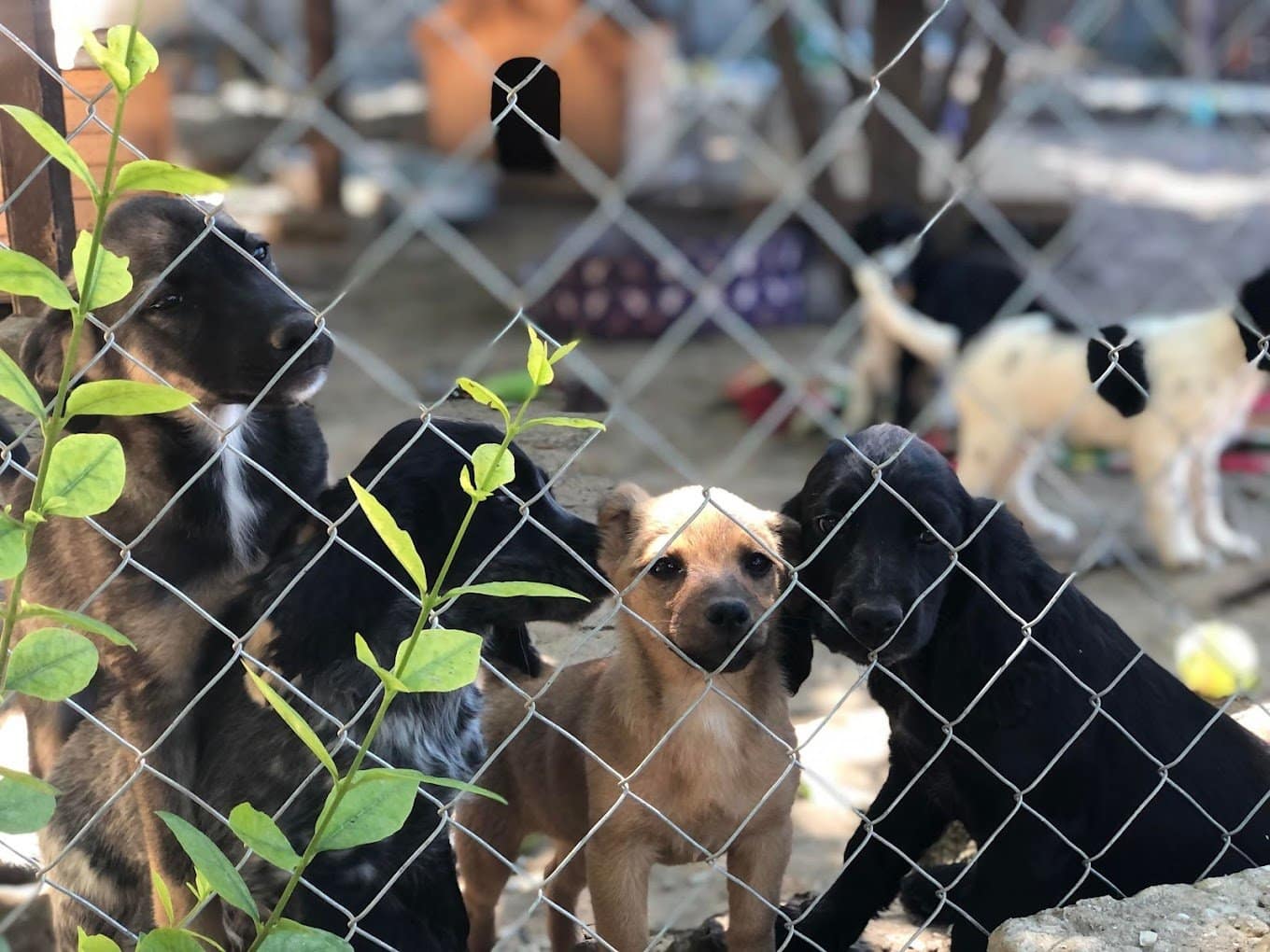 Good News - Page 4 of 13 - Rescue dogs 4 U